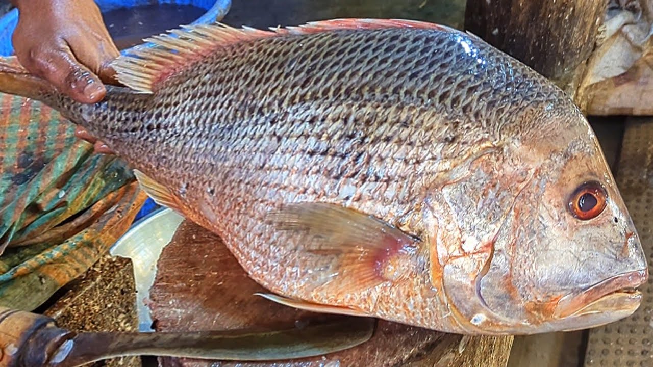 Amazing Giant Red Snapper Fish Cutting By Expert Fish Cutter ...