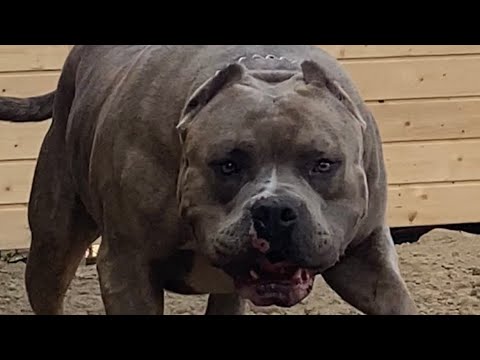 The most extrem,muscular and biggest American bully xl in Europe - YouTube