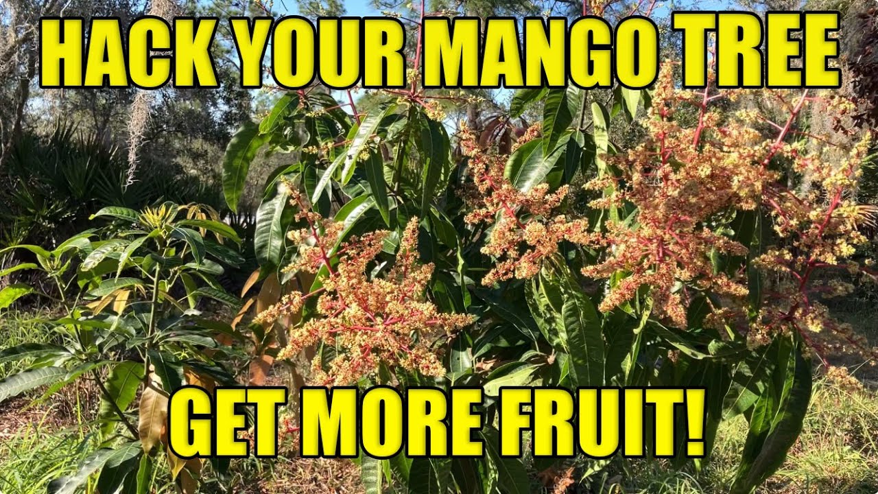 Hack Your Mango Tree for More Fruit - YouTube