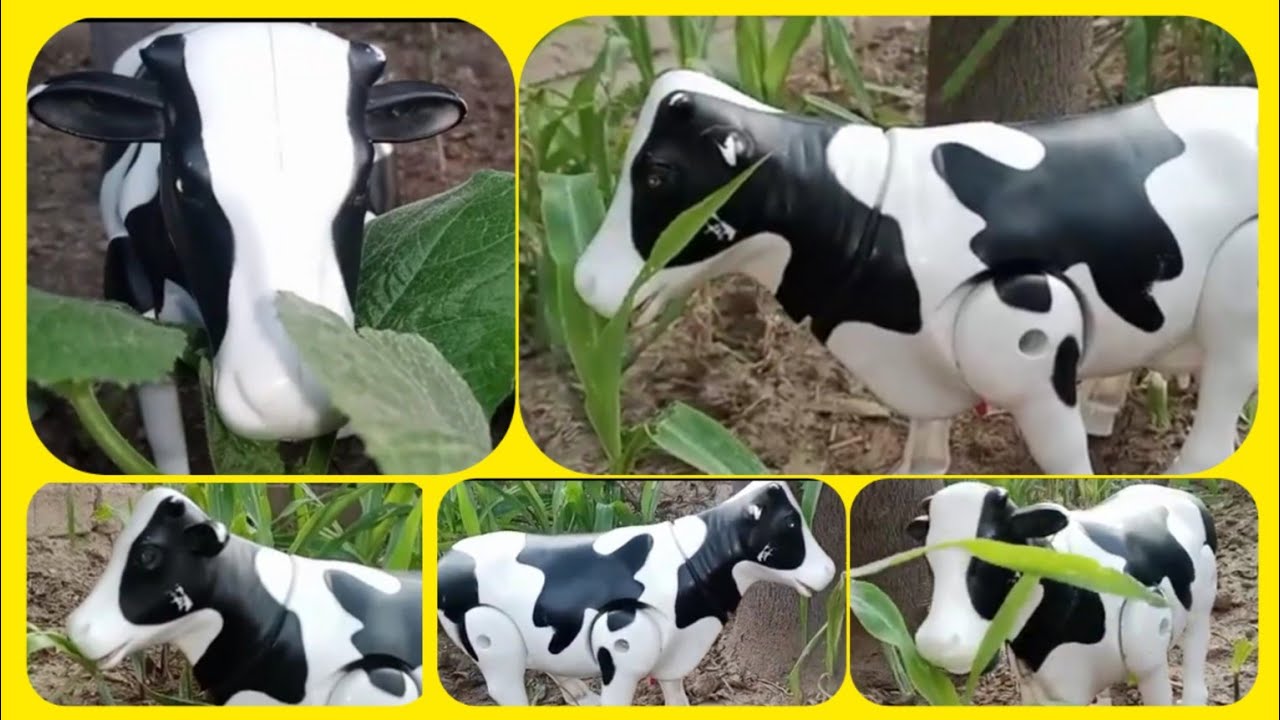 cow video | cow sound | cow cartoon | toy | village life | kids videos ...