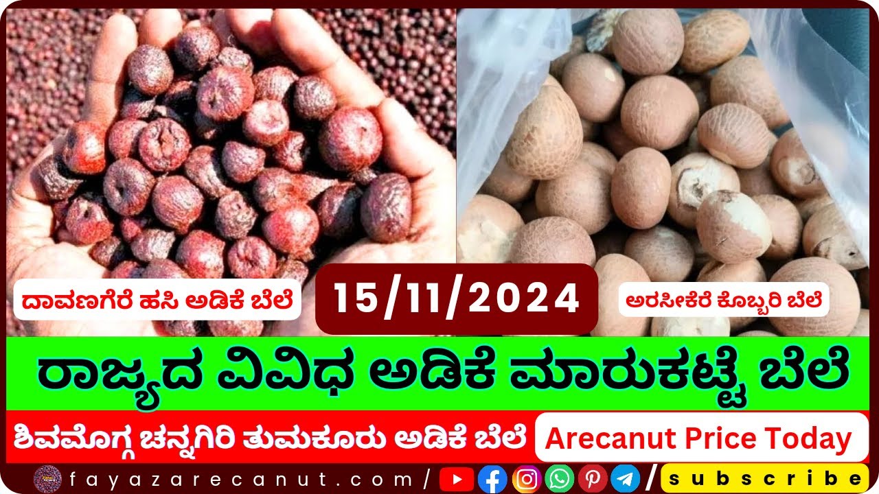 Arecanut Price Today | 15/11/2024 | ಇಂದಿನ ಅಡಿಕೆ ಮಾರುಕಟ್ಟೆ ದರ ...