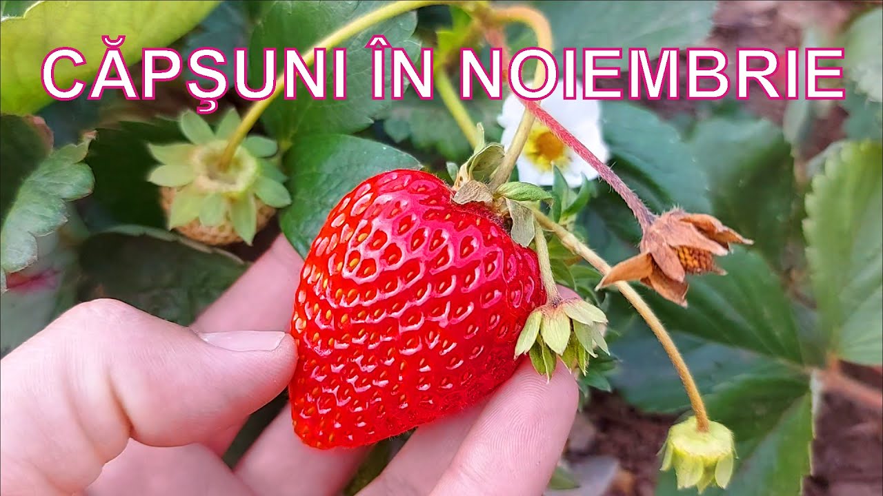 CĂPŞUNI ÎN NOIEMBRIE. 🍓 - YouTube