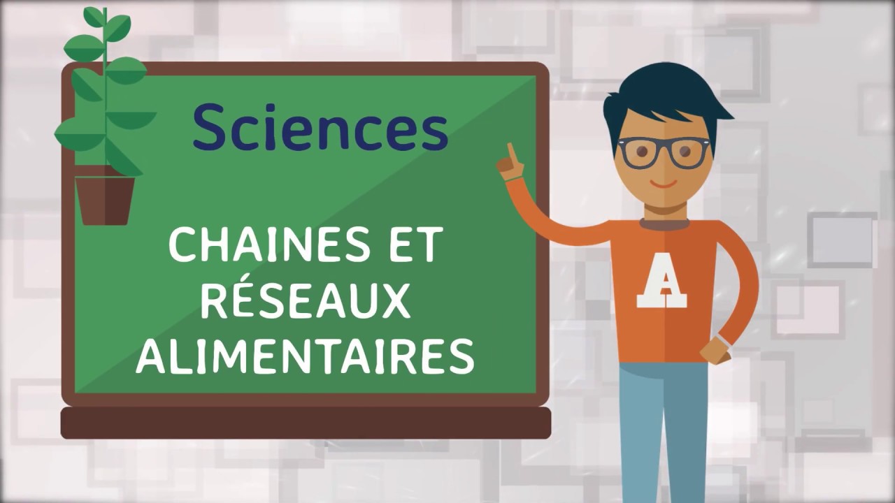 Sciences - Les chaînes alimentaires et les réseaux alimentaires - YouTube