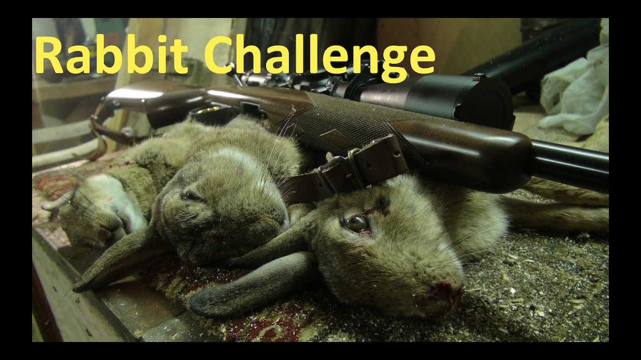 Rabbit Challenge - YouTube