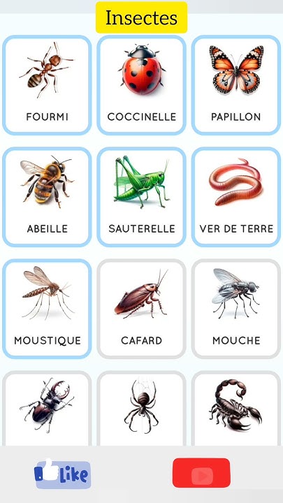 Les Insectes en Français || Insects in French - YouTube