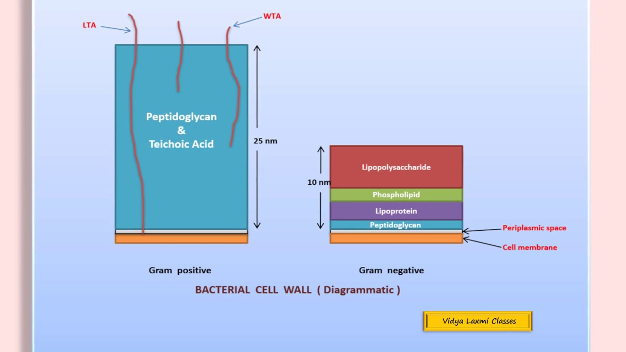 Bacterial Cell Wall - YouTube