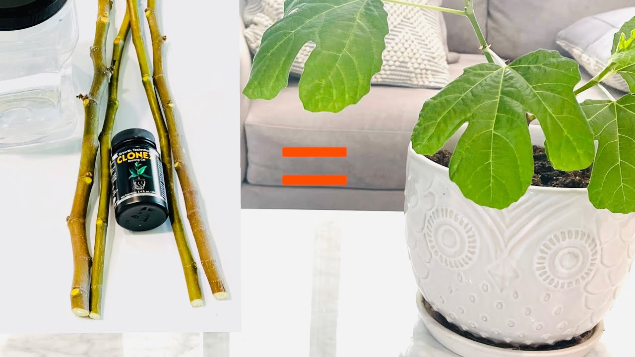 Fig Tree Propagation Using Water and Rooting Hormone - YouTube