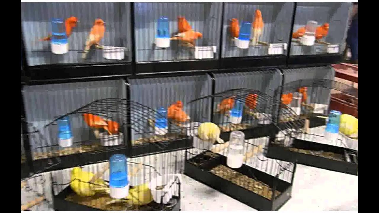 Aviary Cages - Decoration Ideas - ilcebasa - YouTube