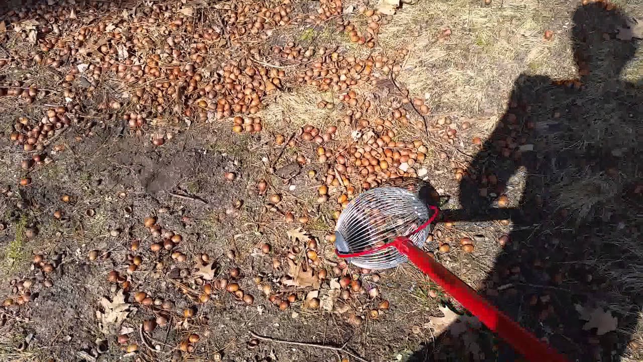 Garden Weasel Nut Gatherer - YouTube