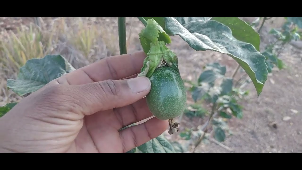 Atualização, dicas, e novidades na plantação de maracujá Pingo de Ouro ...