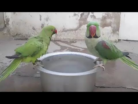 Indian Ringneck Parrot Taking a Shower | Weather Enjoy | PBI Official ...