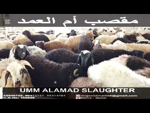 Umm Al-Amad Sheep Slaughter Service
