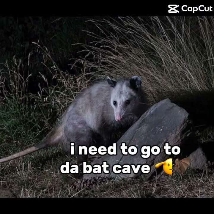 Possum works for Batman?🫤 - YouTube