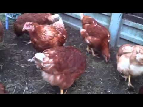 Lohmann hybrid layers £15 each - YouTube