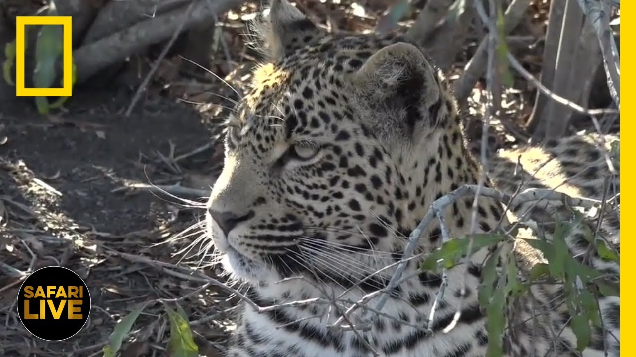 Safari Live - Day 253 | National Geographic - YouTube