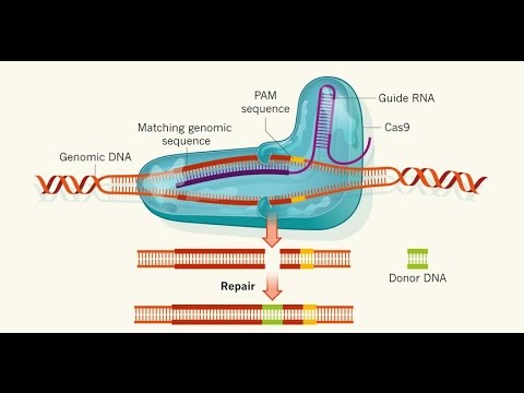 Gene Editing Technology Used In Humans For The First Time! - YouTube