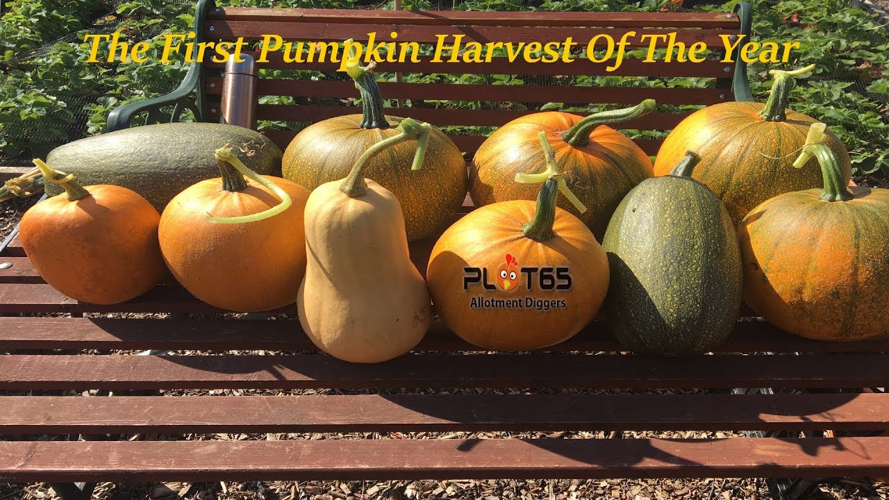 The First Pumpkin Harvest Of The Year 15-09-2017 - YouTube