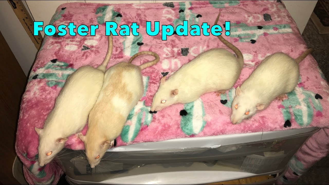 "Foster" Rat Update! - YouTube