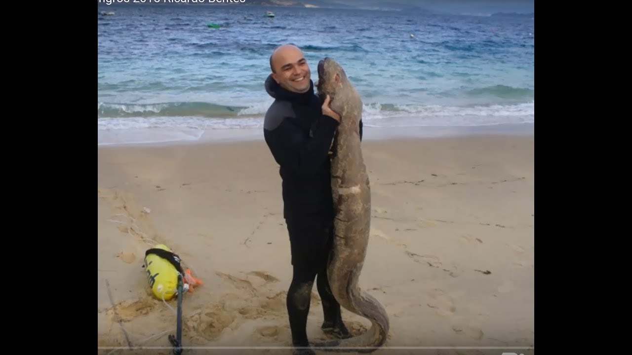 Conger eel Safios Congros 2015 congrio conger Subacquea Spearfishing ...
