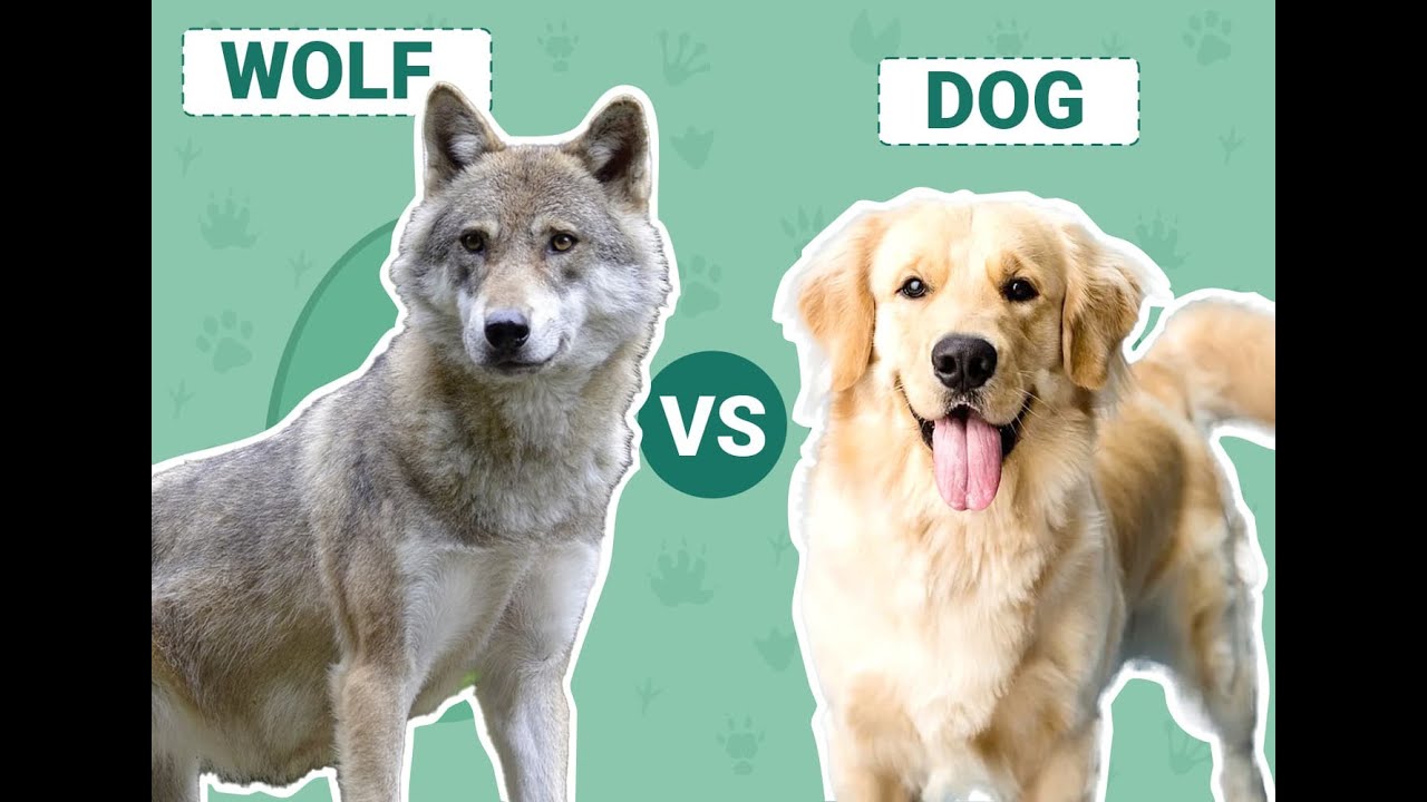 Dog vs Wolf: Behavioral Differences Explained #wolfvsdog - YouTube