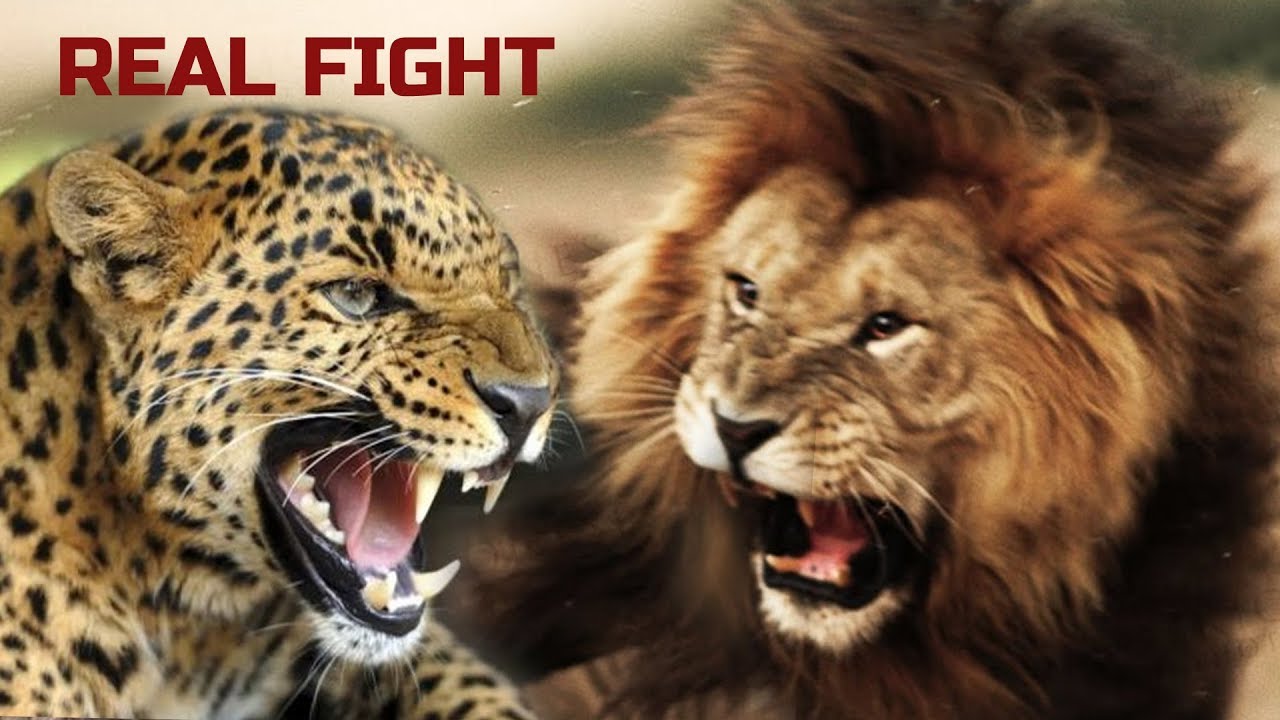 Awesome!! real fight Leopard vs Lion - Who will win? - YouTube