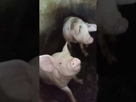 Our talking pigs 🐖 🤪 - YouTube