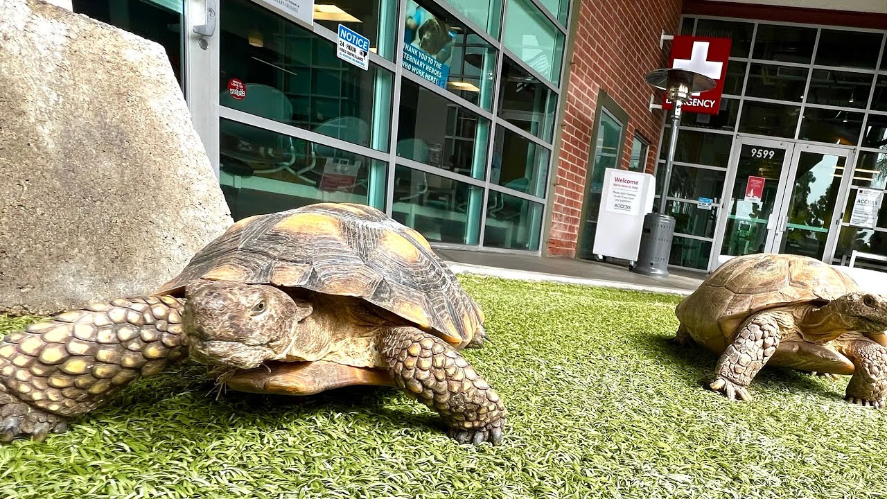 3 Desert Tortoises at Hospital🏥4medical Treatment! Help us with medical ...