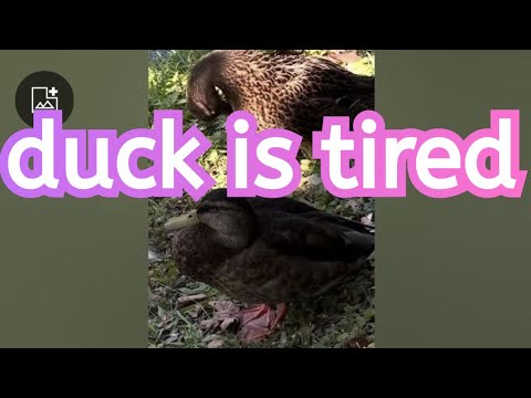 duck is tired - YouTube