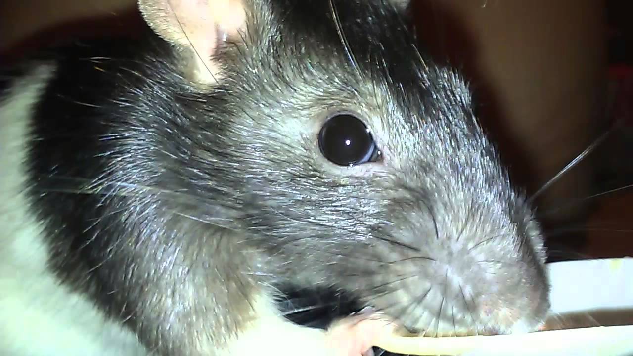 Rat dinner time - YouTube