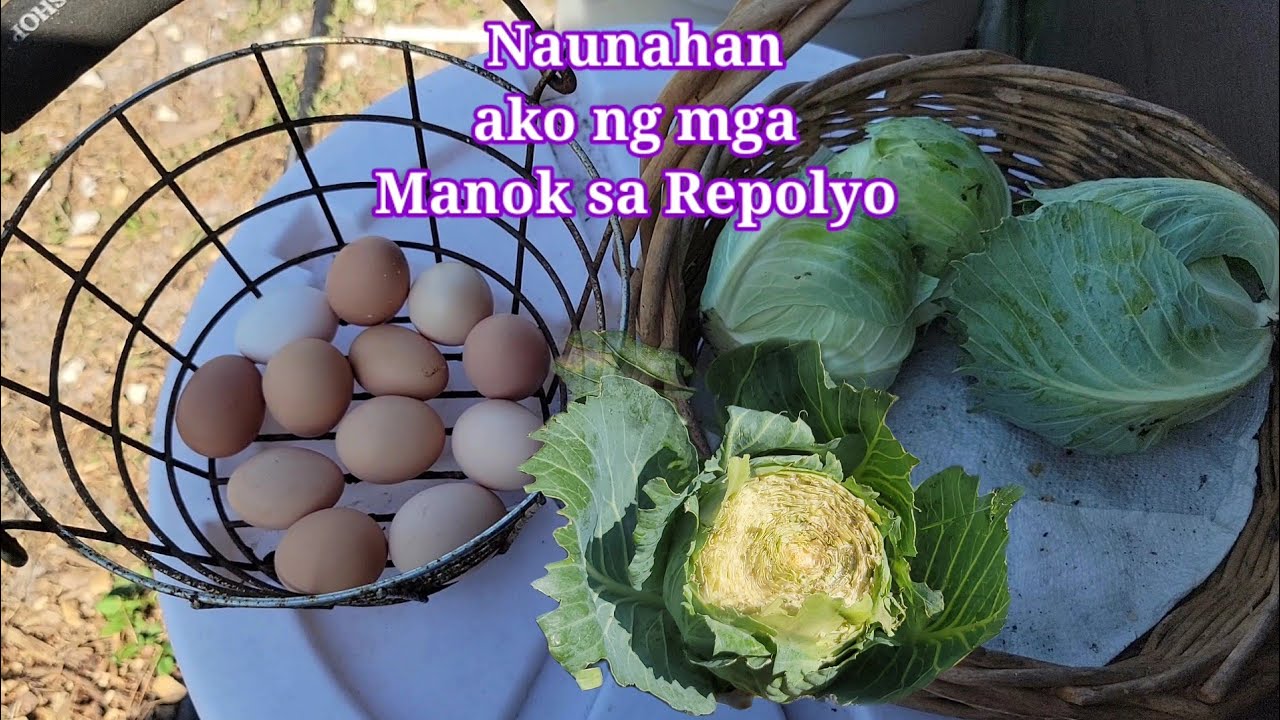 Harvest today:Repolyo at eggs + Fruiting Bananas - YouTube