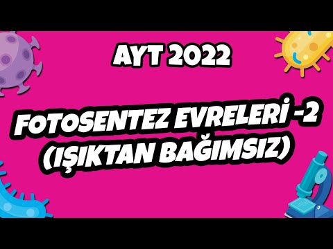 AYT Biyoloji - Fotosentez Evreleri -2 (Işıktan Bağımsız) | AYT Biyoloji 2022 #hedefekoş