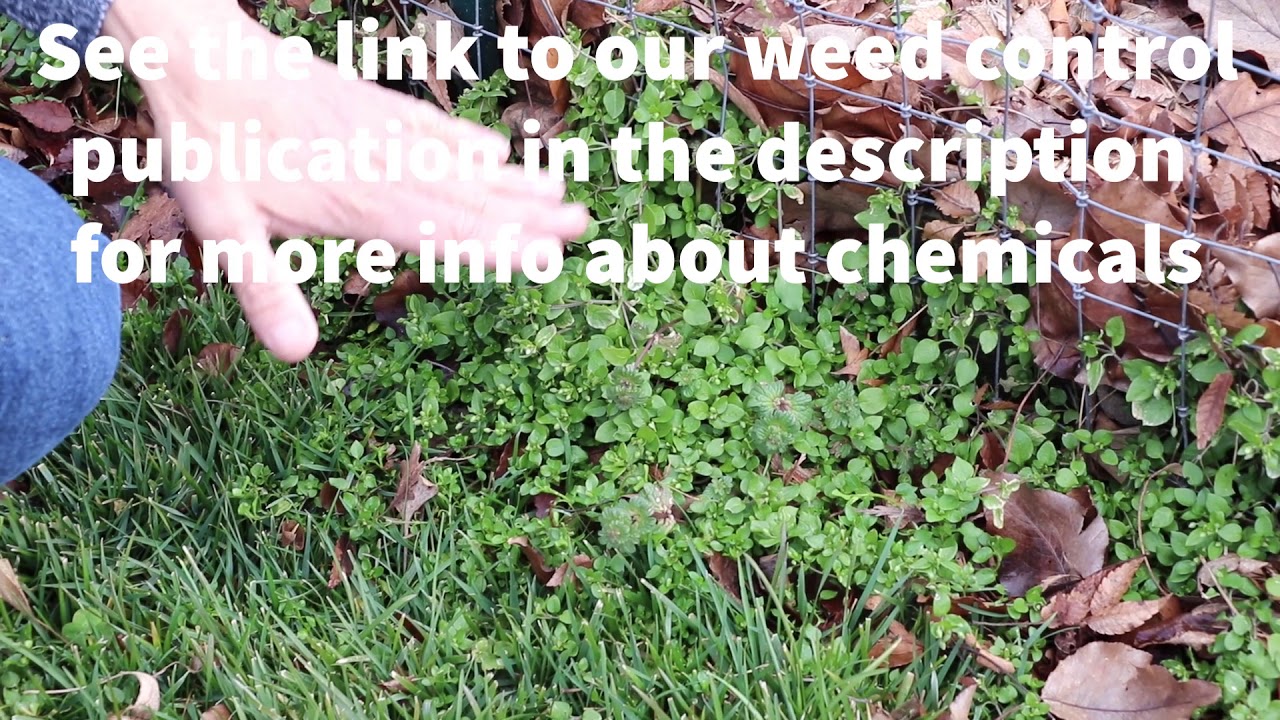 Winter annual weeds in KY lawns | Chickweed | Spring lawn weeds in KY ...