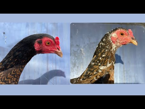 ASIL PLUMMER HENS O COWAN HENS - YouTube