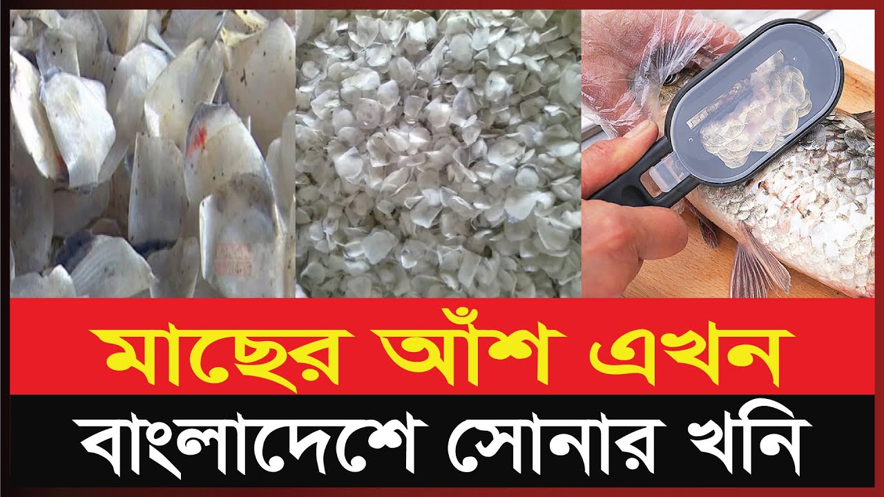 মাছের আঁশ এখন বাংলাদেশে সোনার খনি | Fish Scale | Fish Cutting | Ajker ...