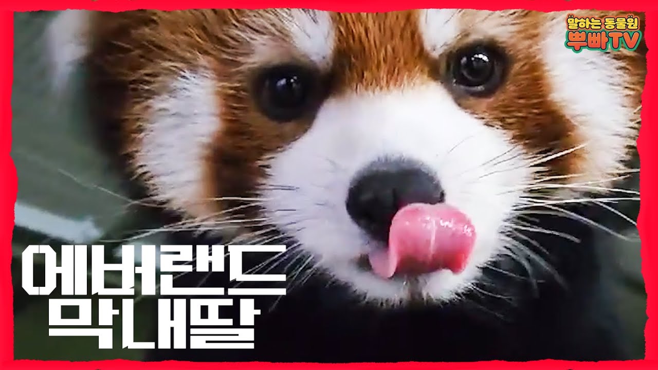 (SUB) ※최초공개※ 판다월드에 나타난 역대급 귀요미 막내딸의 정체는?!😲 │에버랜드 레서판다 (Everland Red ...