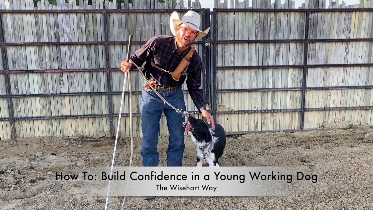 How To: Build confidence in young working dog - YouTube