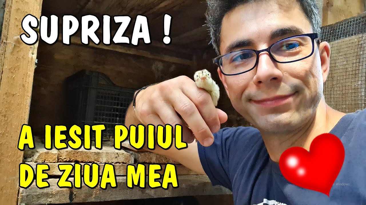 Viața la țară - Surpriză de ziua mea! A ieșit încă un pui de fazan ...