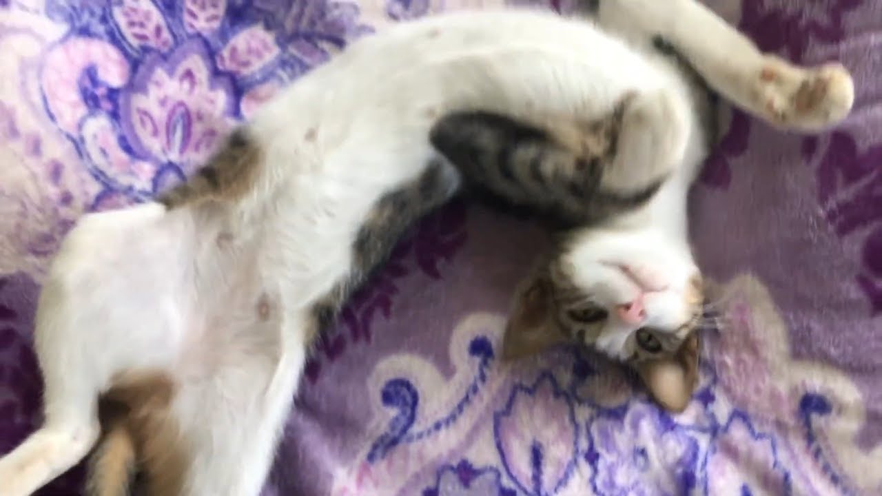 Funny Cat has a crazy weird meow - YouTube