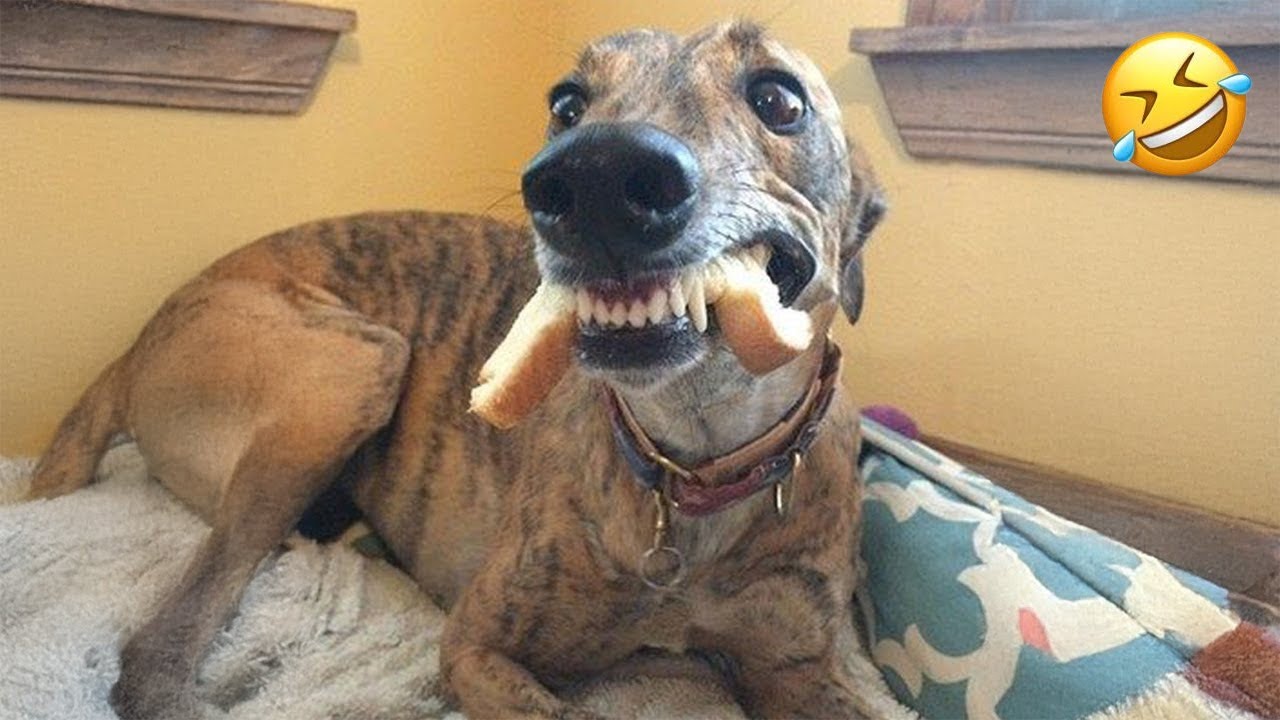 Only laughter can dispel fatigue, come to our dogs and cats😂😺🐶. New ...