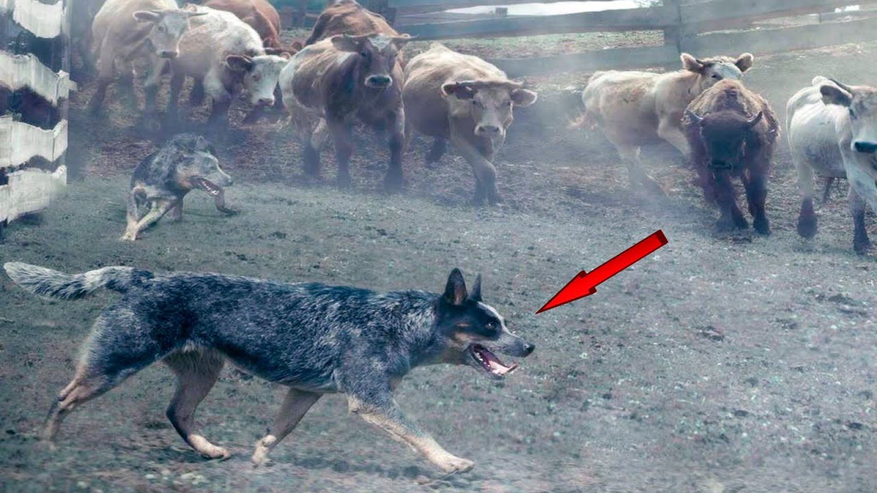 🤯¡Descubre 11 Secretos Más Impactantes del Ganadero Australiano!💥 - YouTube