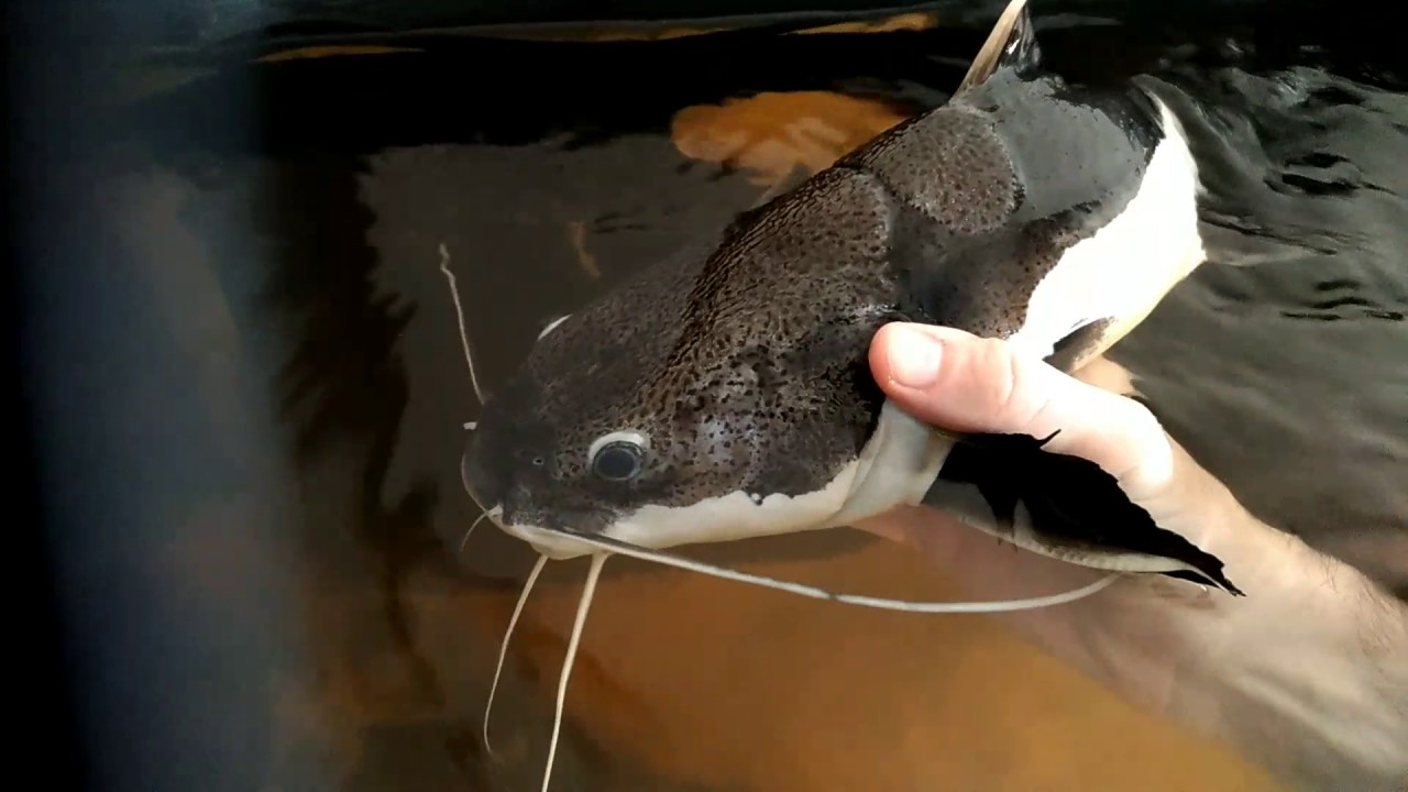 Redtail catfish dies after eating a big oscar. - YouTube