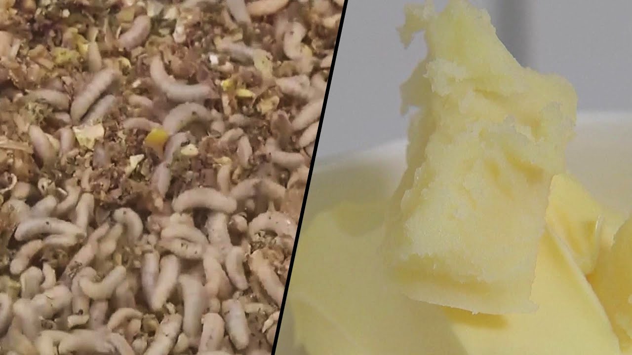 Would You Eat ‘Bug Butter?' - YouTube