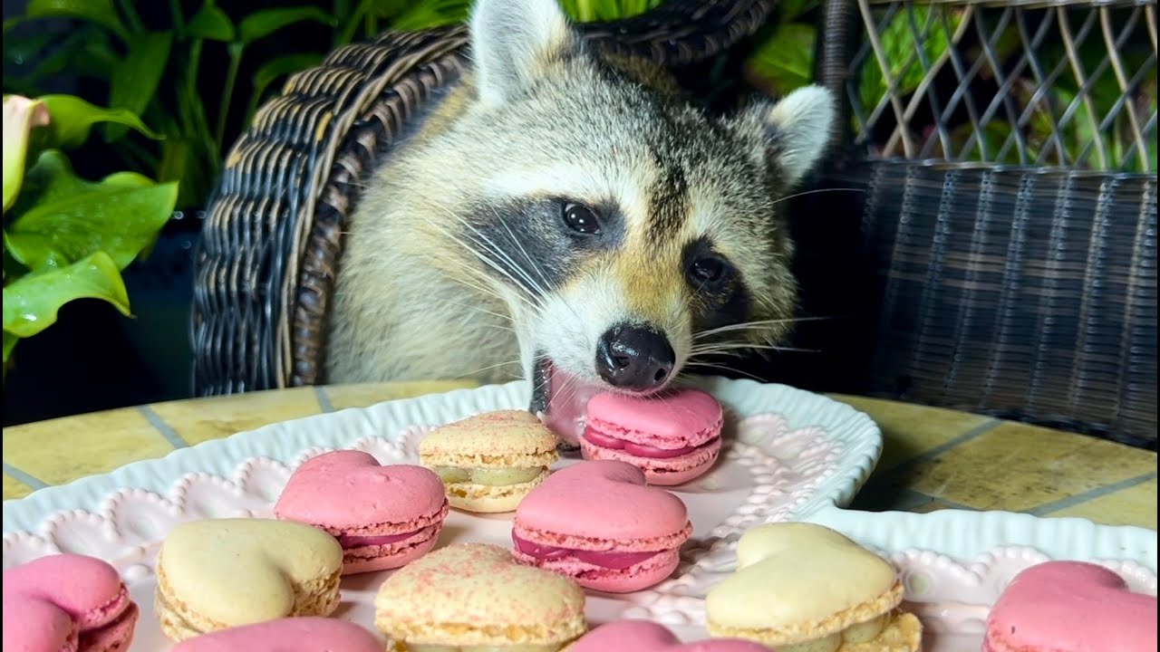 Raccoons Steal and Eat Macarons | Wild Raccoons Celebrate Valentine's ...