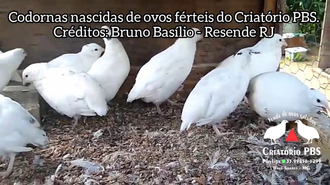 Codornas Brancas, Italianas, Tuxedo e Tibetans nascidas de ovos férteis ...
