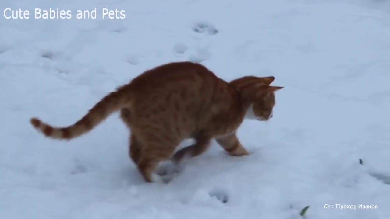 HAPPY Cats vs Snow 😺🌨️ Cute Cat doing Funny things in Snow ️ Funny Cat ...