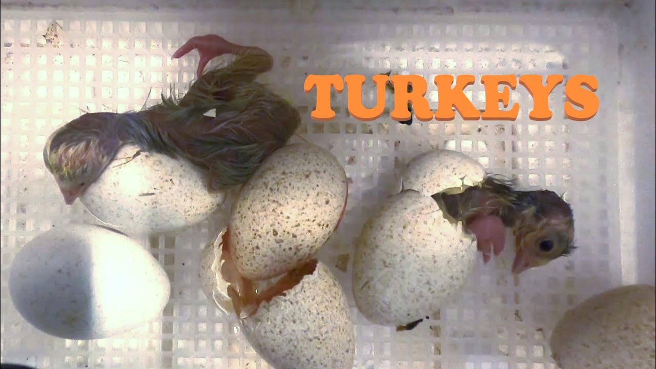 Hatching Turkey Eggs! 🦃🐣 - YouTube