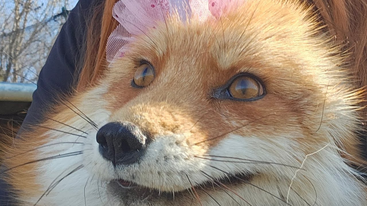 DixieDo Fox 🦊 turns 8 years old today! 🎂 - YouTube