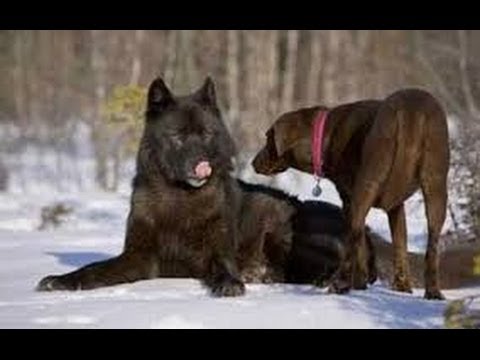 Huge XXl Black Wolf Attacks a dog | Dog vs Wolf - YouTube