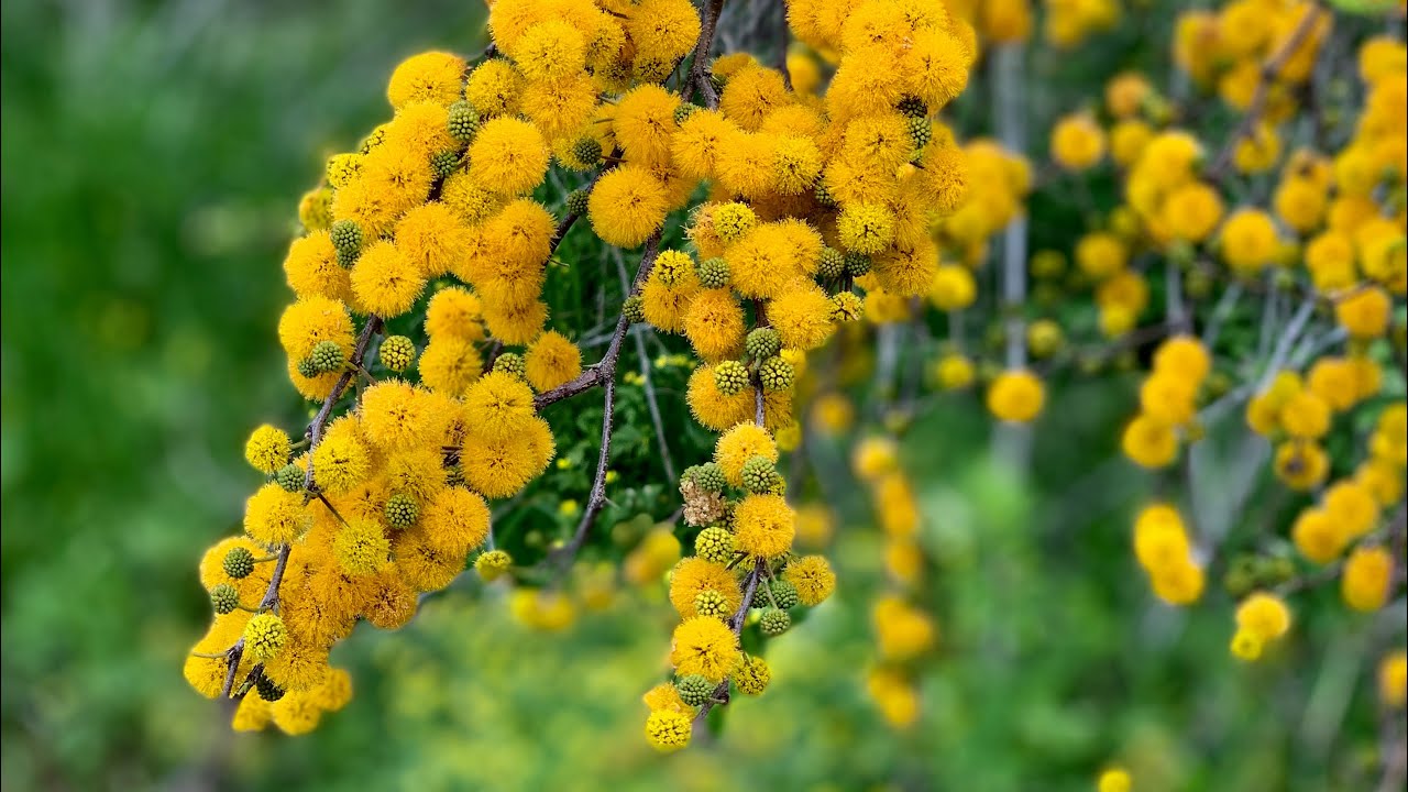 Sweet Acacia Tree Flower - YouTube