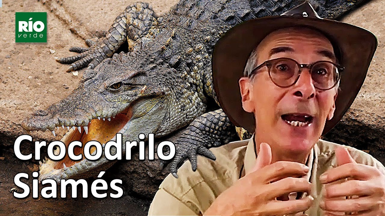 El cocodrilo siamés (Crocodylus siamensis) en Cambodia. - YouTube